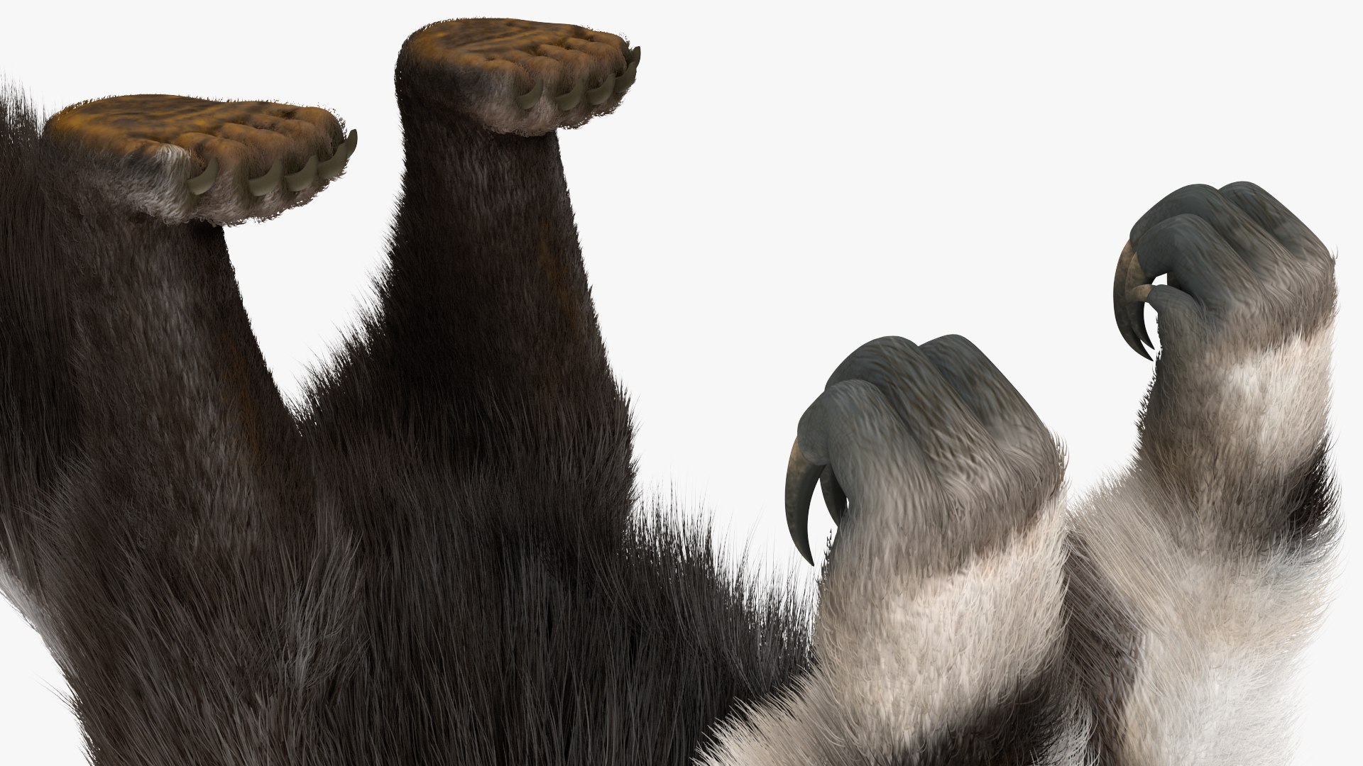 Anteater Standing Pose Fur 3D - TurboSquid 1839984