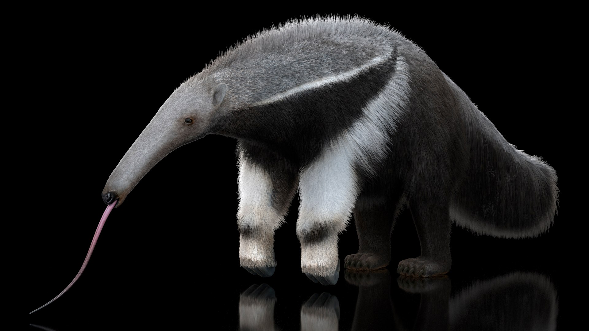Anteater Standing Pose Fur 3D - TurboSquid 1839984