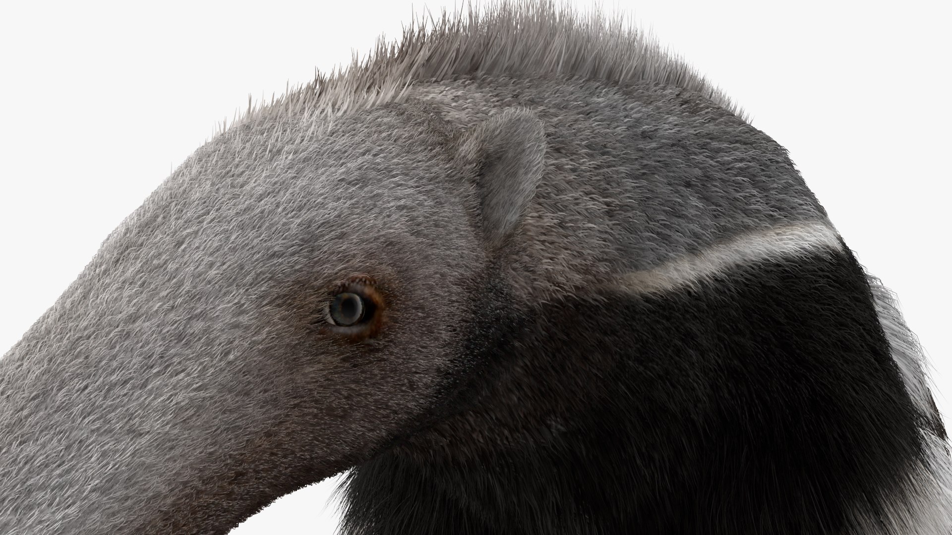 Anteater Standing Pose Fur 3D - TurboSquid 1839984