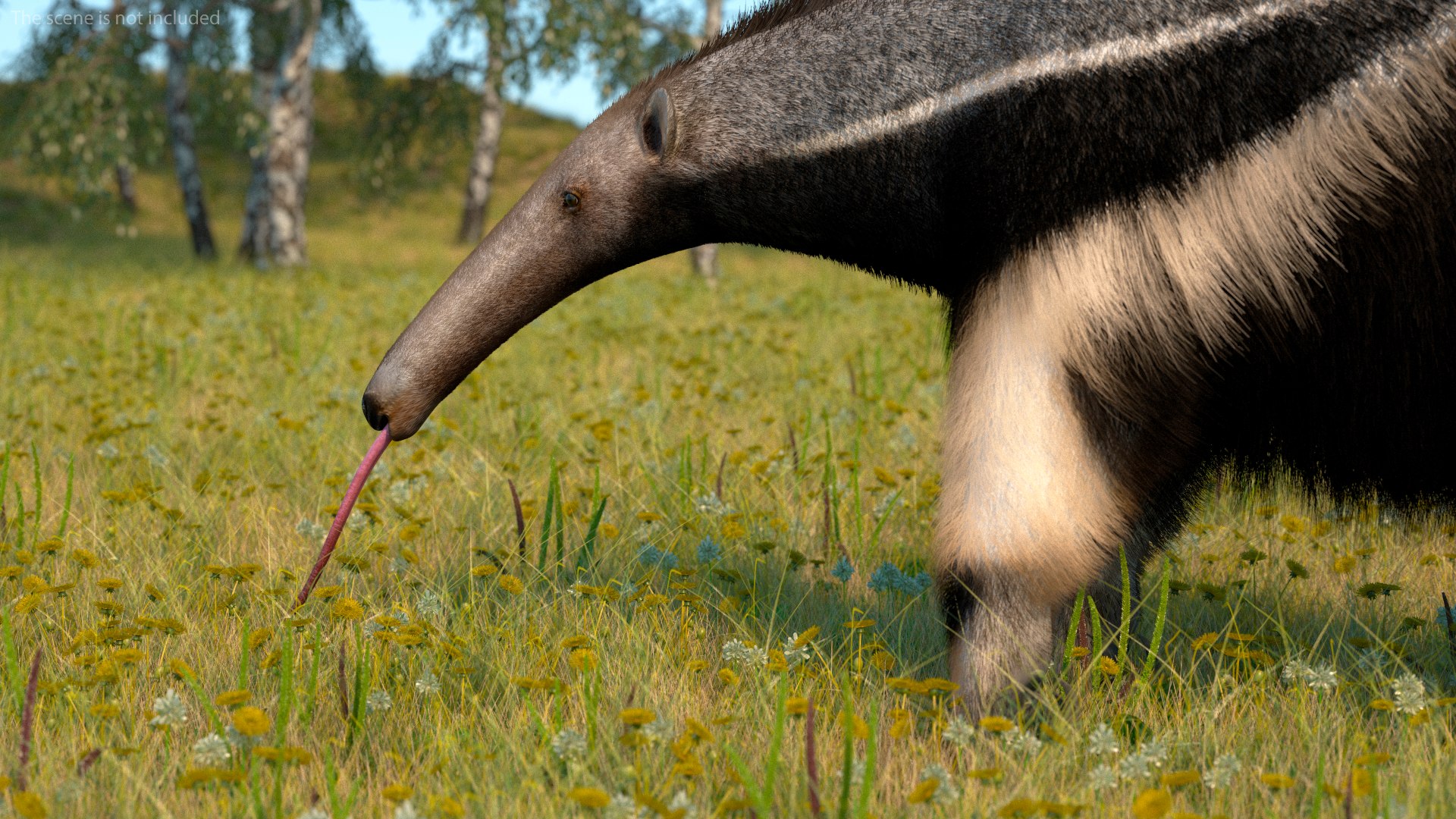 Anteater Standing Pose Fur 3D - TurboSquid 1839984