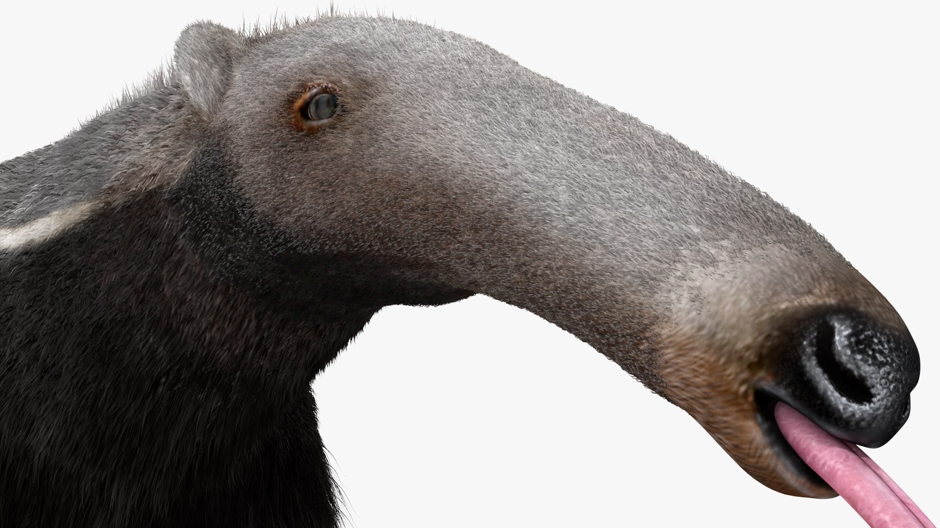 Anteater Standing Pose Fur 3D - TurboSquid 1839984