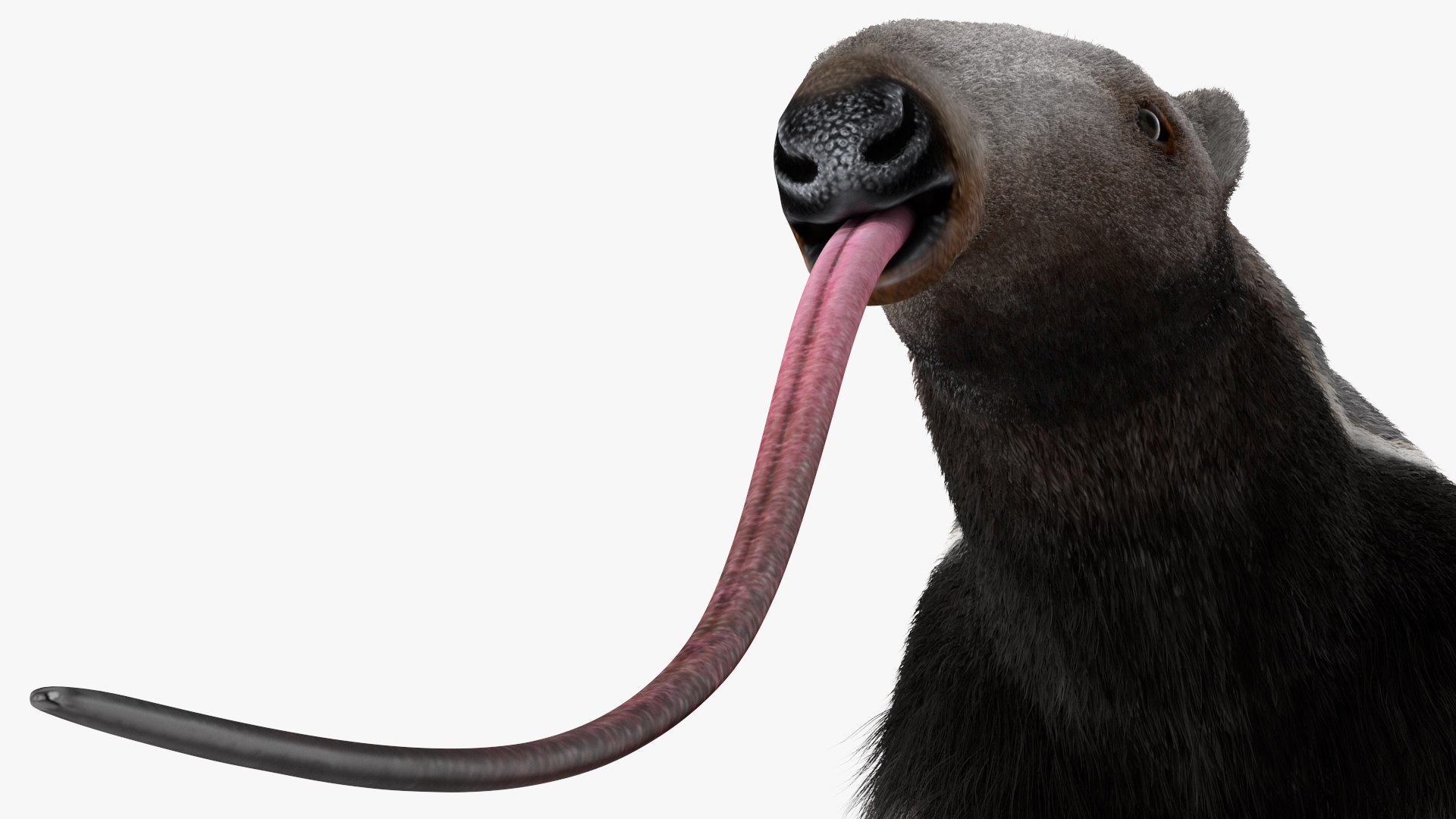 Anteater Standing Pose Fur 3D - TurboSquid 1839984