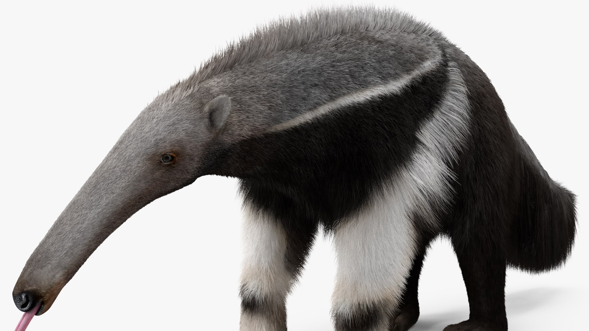 Anteater Standing Pose Fur 3D - TurboSquid 1839984