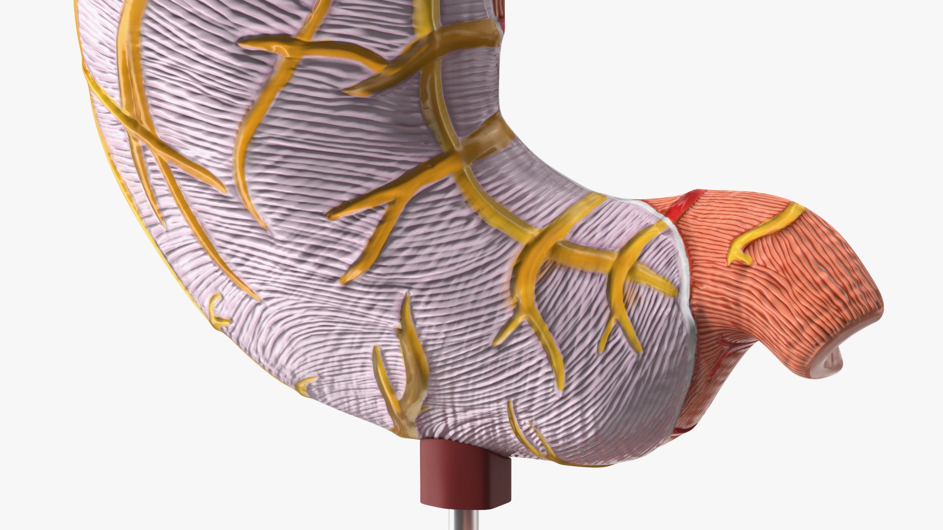 3D Model Stomach Medical Model Slice - TurboSquid 1933588