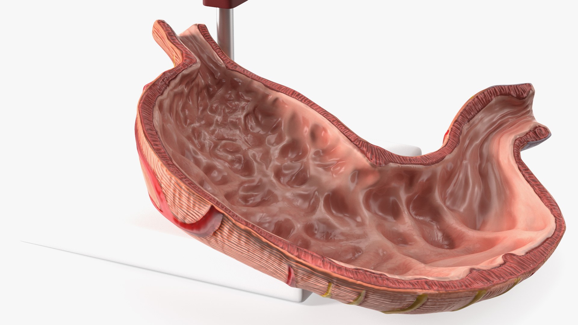 3D Model Stomach Medical Model Slice - TurboSquid 1933588