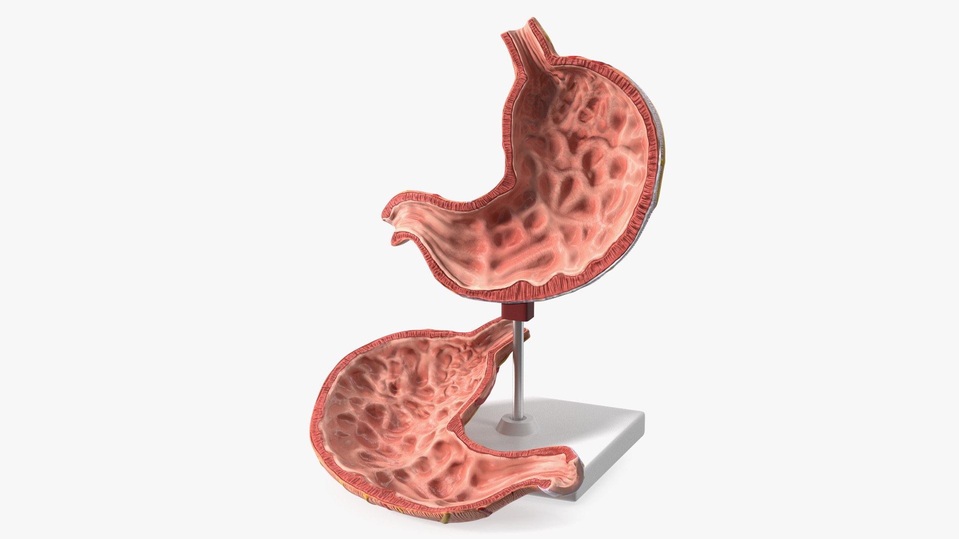 3D model Stomach Medical Model Slice - TurboSquid 1933588