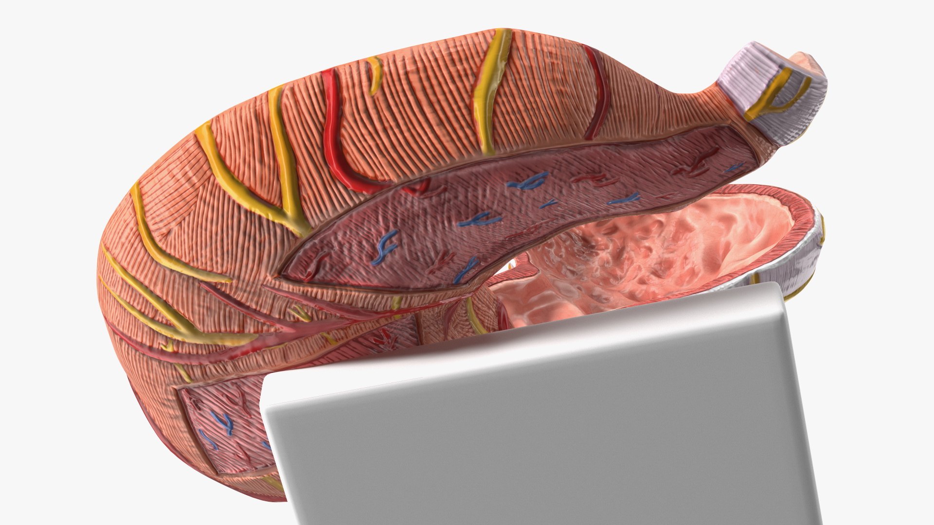 3D Model Stomach Medical Model Slice - TurboSquid 1933588