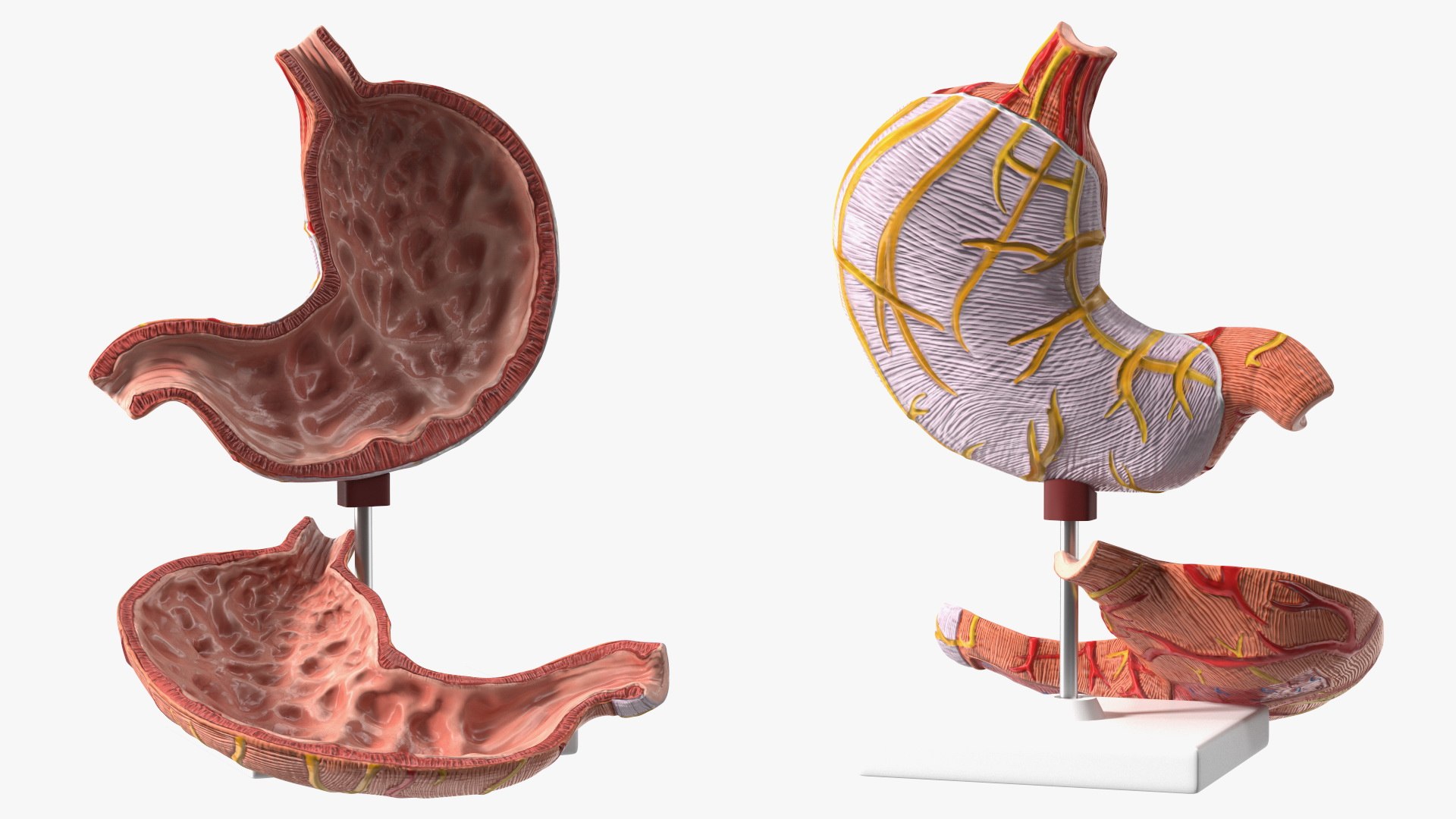 3D Model Stomach Medical Model Slice - TurboSquid 1933588