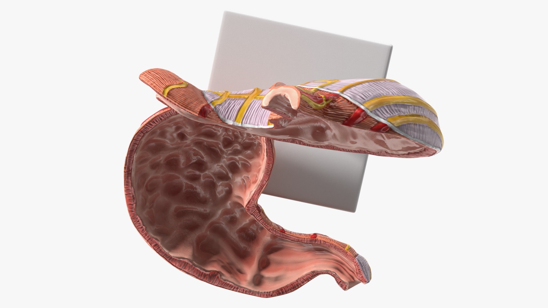 3D Model Stomach Medical Model Slice - TurboSquid 1933588