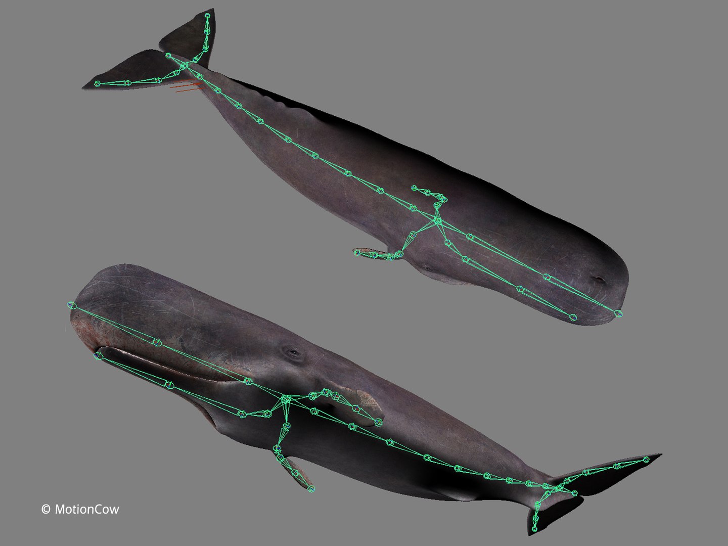 Sperm Whale 3d Max