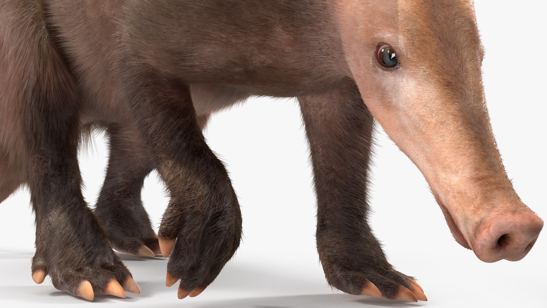Nocturnal Mammal Aardvark Walking Pose Fur 3D Model - TurboSquid 2212775