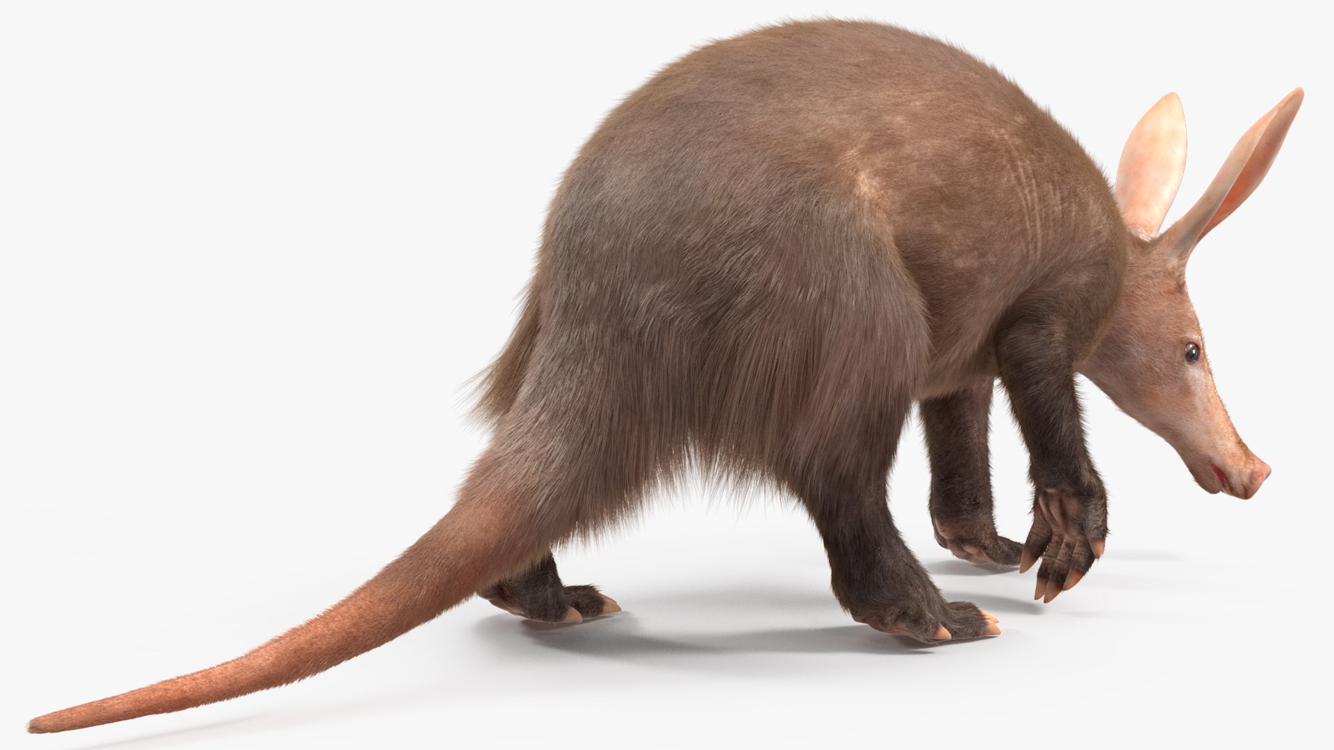 Nocturnal Mammal Aardvark Walking Pose Fur 3D Model - TurboSquid 2212775