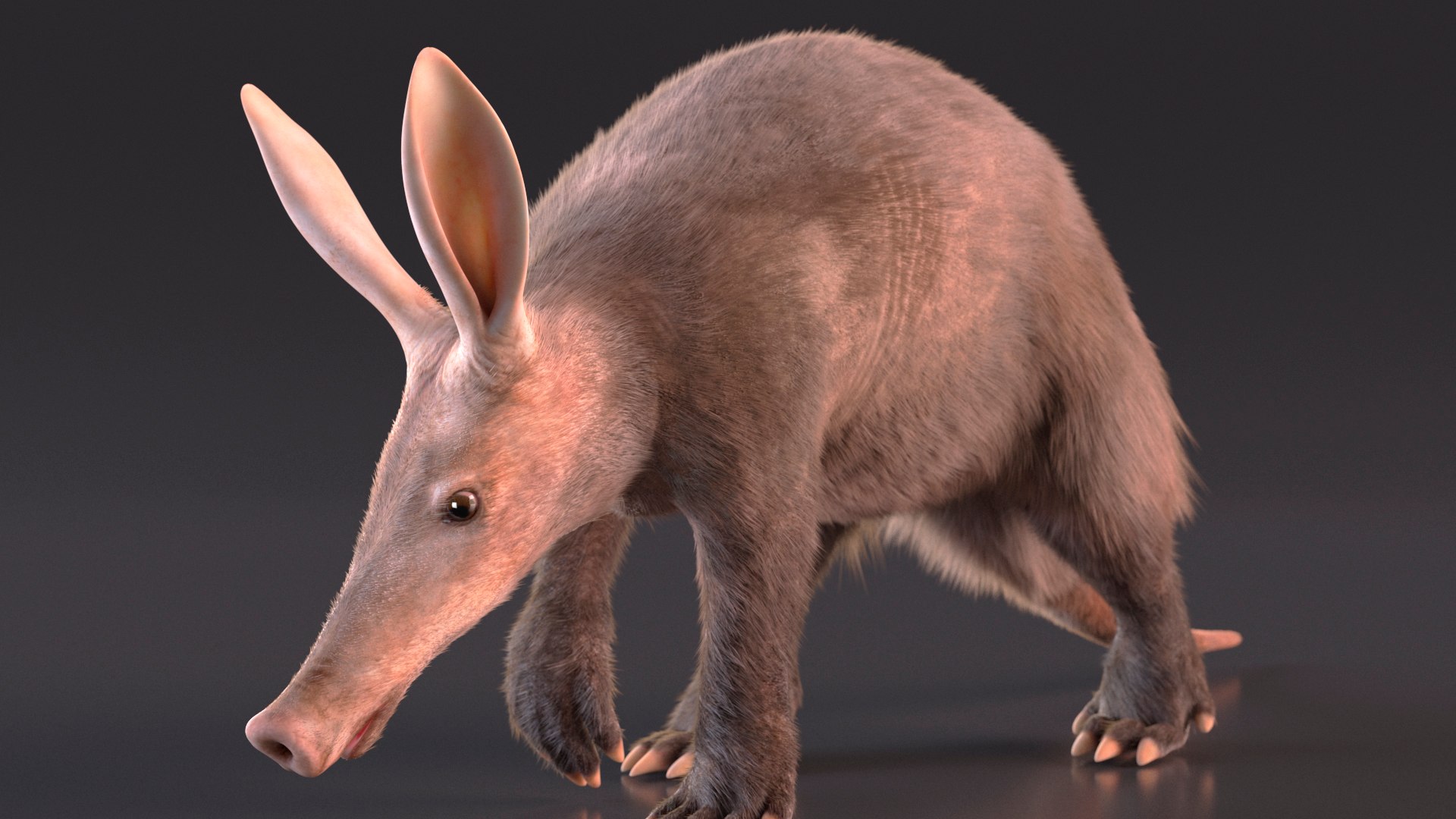 Nocturnal Mammal Aardvark Walking Pose Fur 3D Model - TurboSquid 2212775