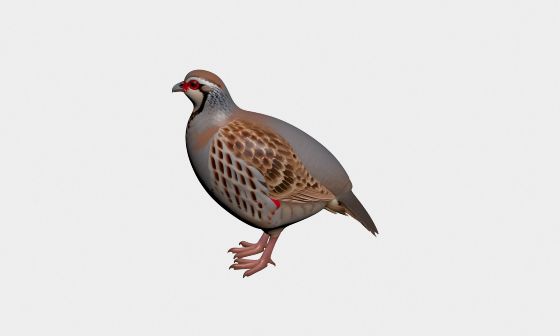 Hyper Realistic Partridge 3D Model 3D Model - TurboSquid 2510519