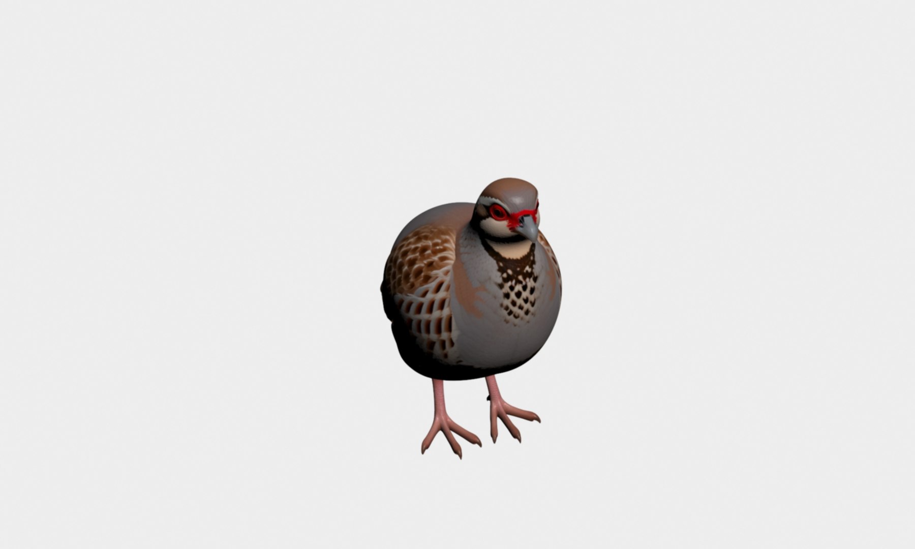 Hyper Realistic Partridge 3D Model 3D Model - TurboSquid 2510519