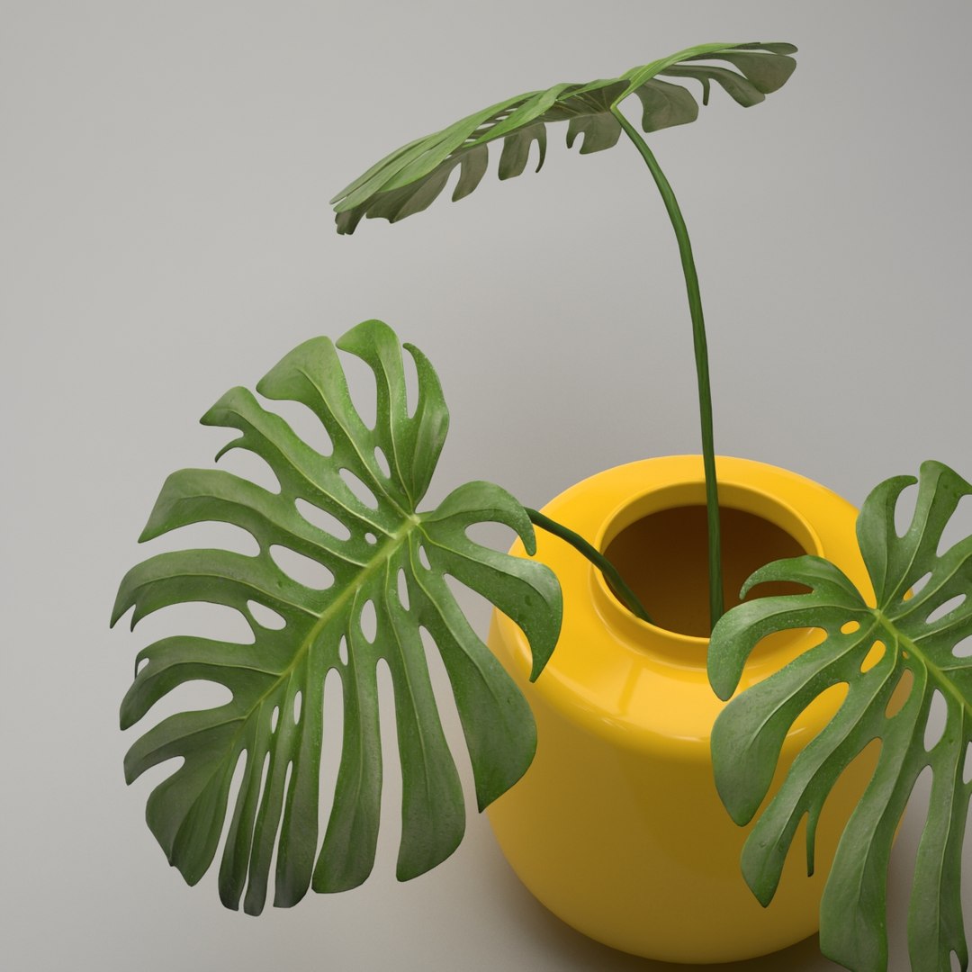 monstera plant 3d model