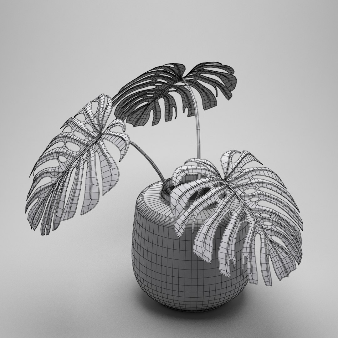 monstera plant 3d model