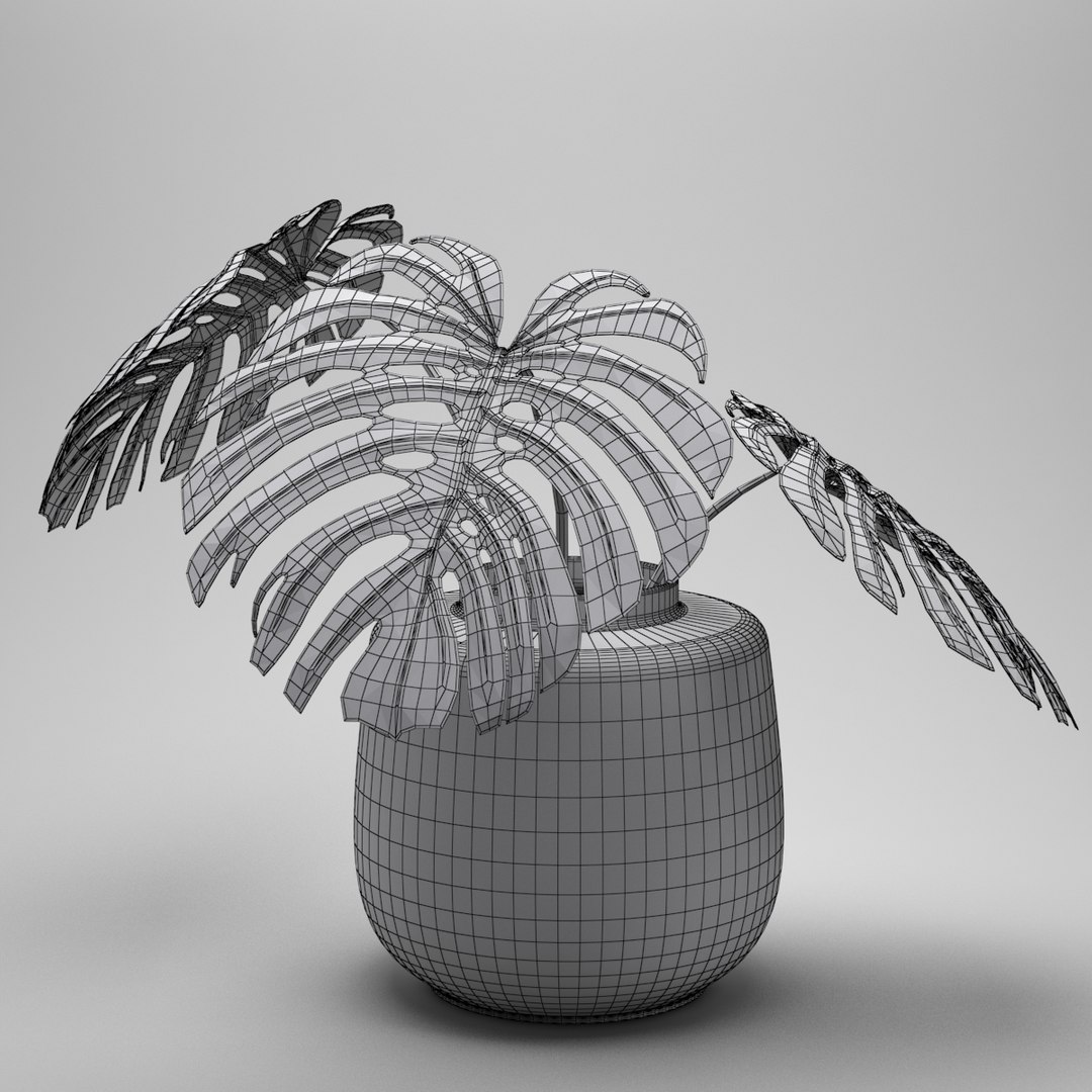 monstera plant 3d model