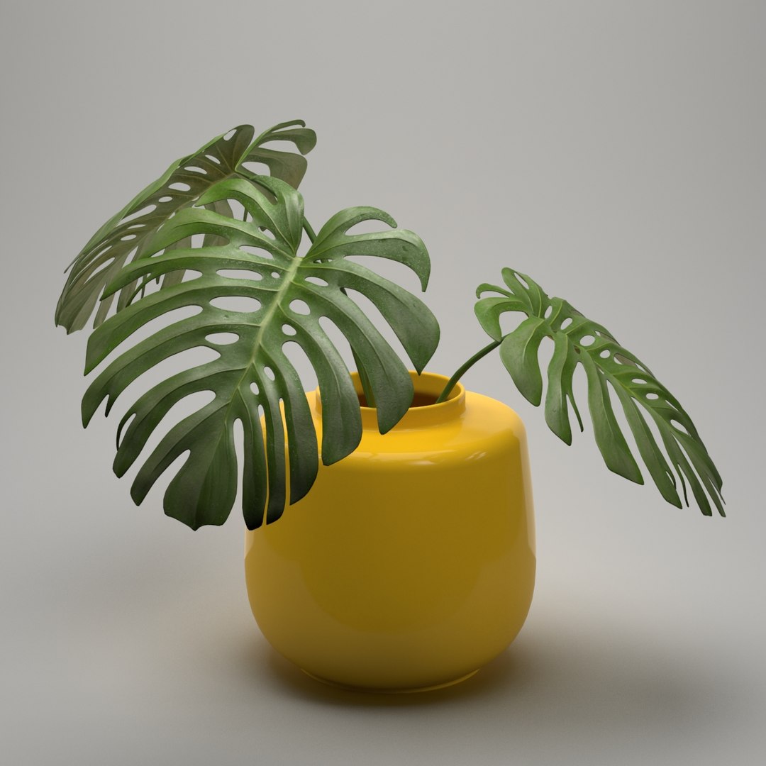 monstera plant 3d model