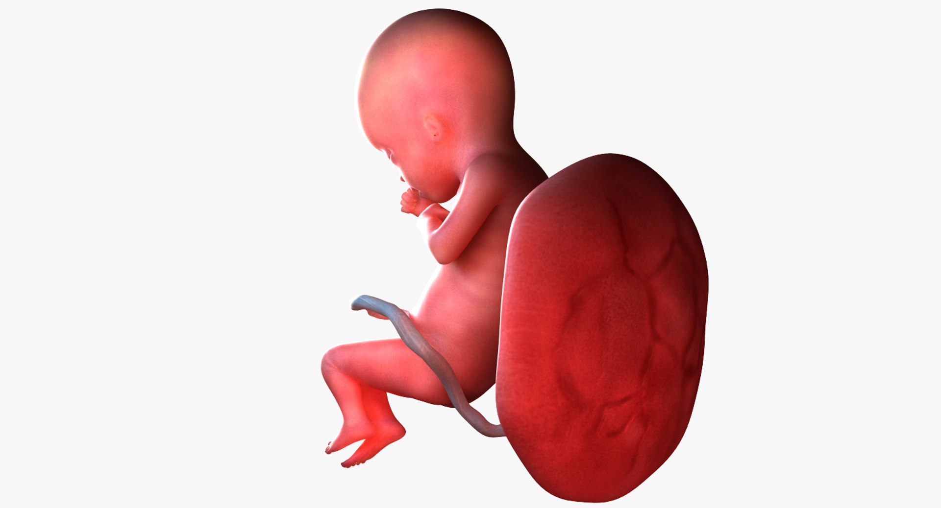 3D Model Fetus Week - TurboSquid 1223534
