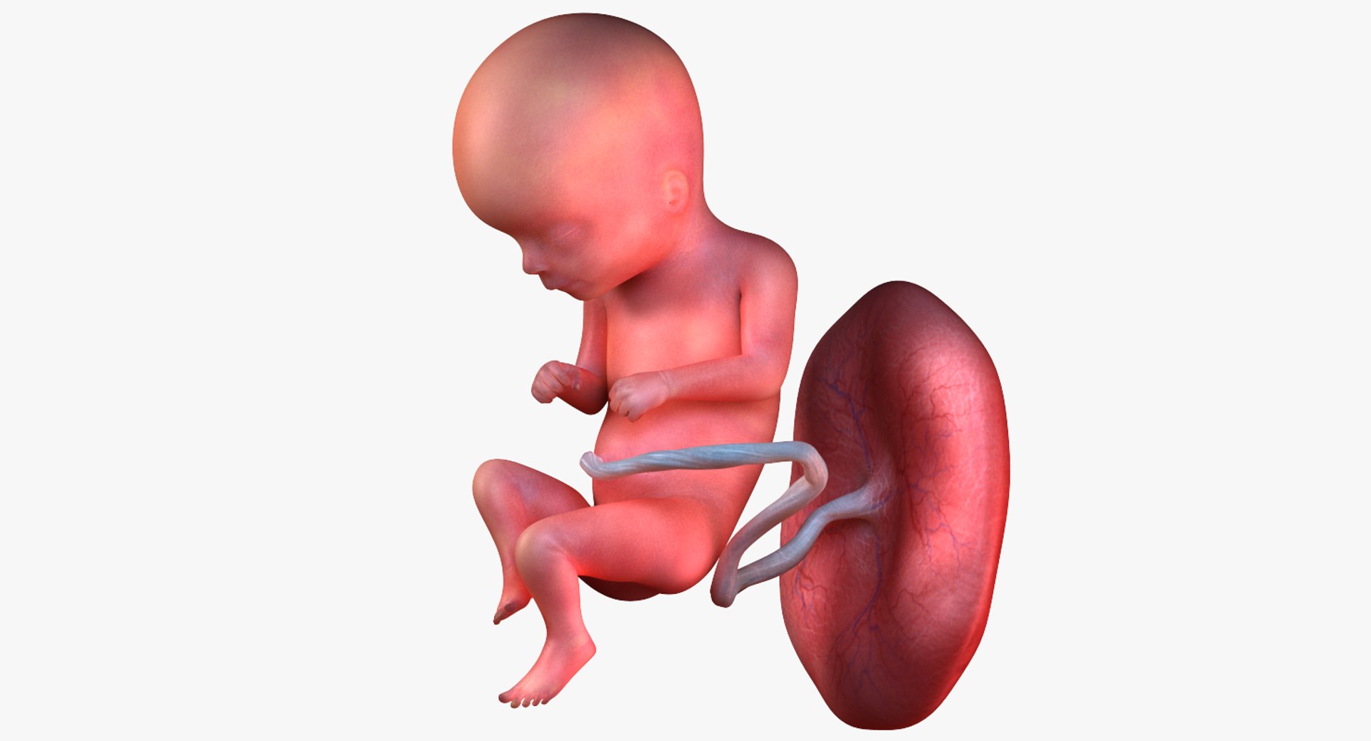 3D Model Fetus Week - TurboSquid 1223534