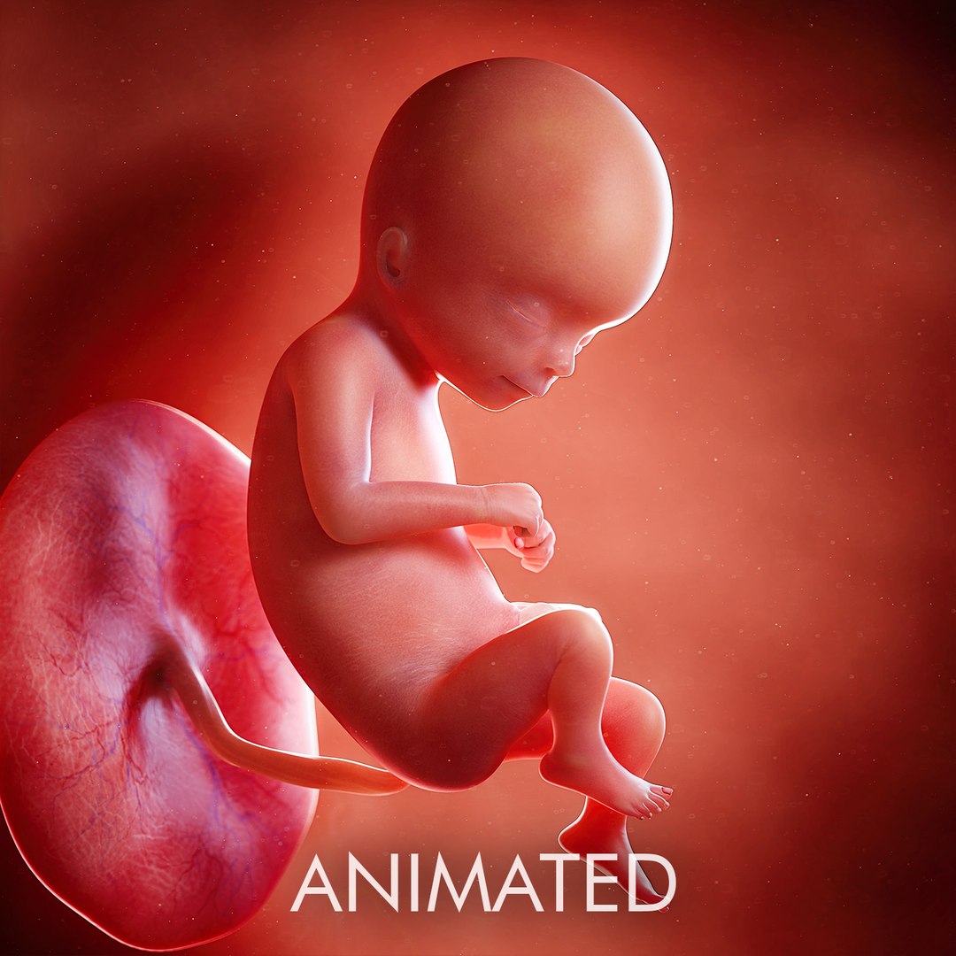 3D Model Fetus Week - TurboSquid 1223534