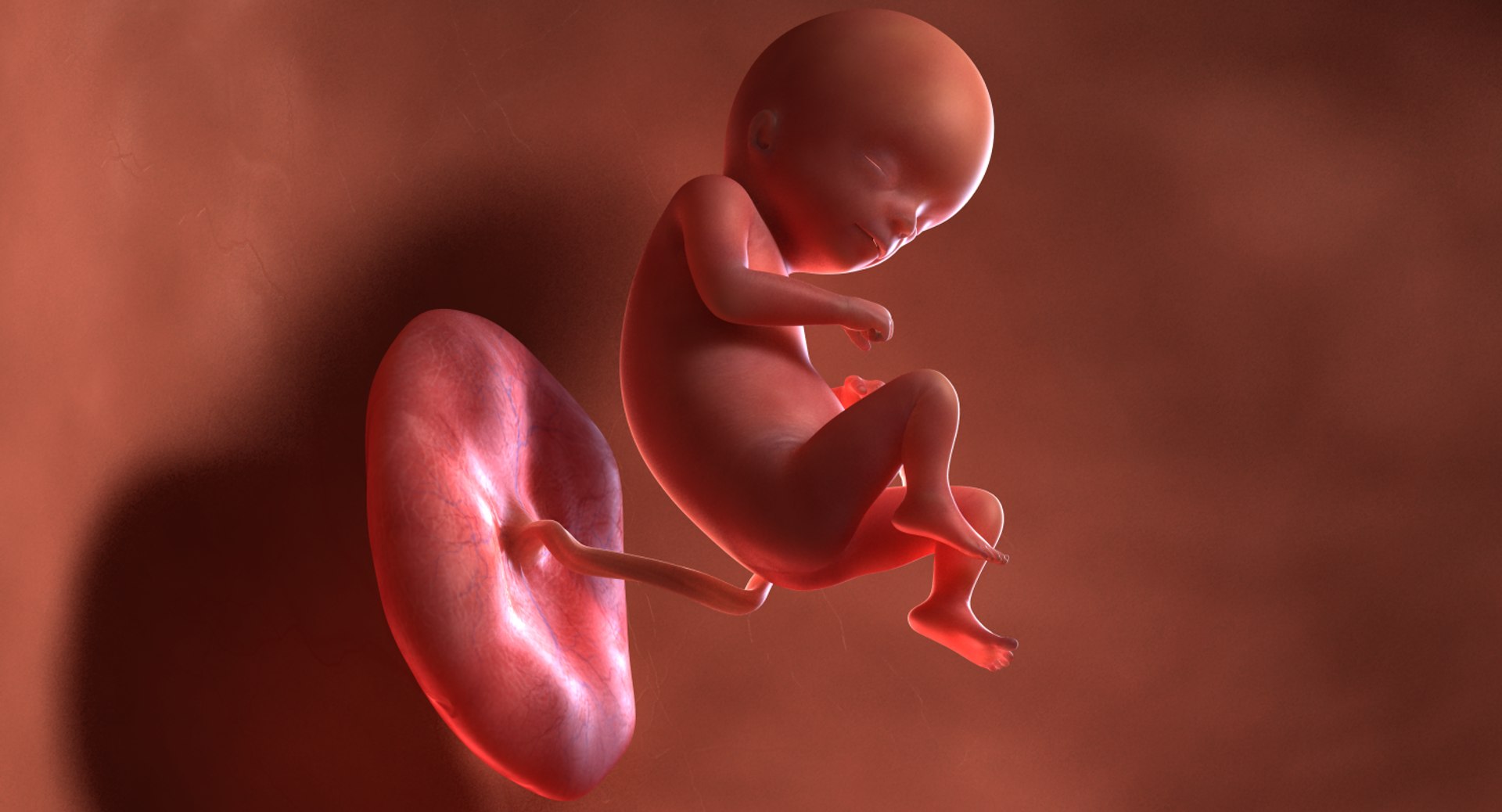 3D Model Fetus Week - TurboSquid 1223534