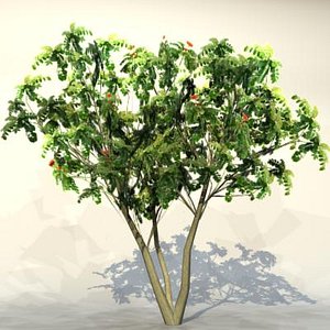 3d Pc Tree Model