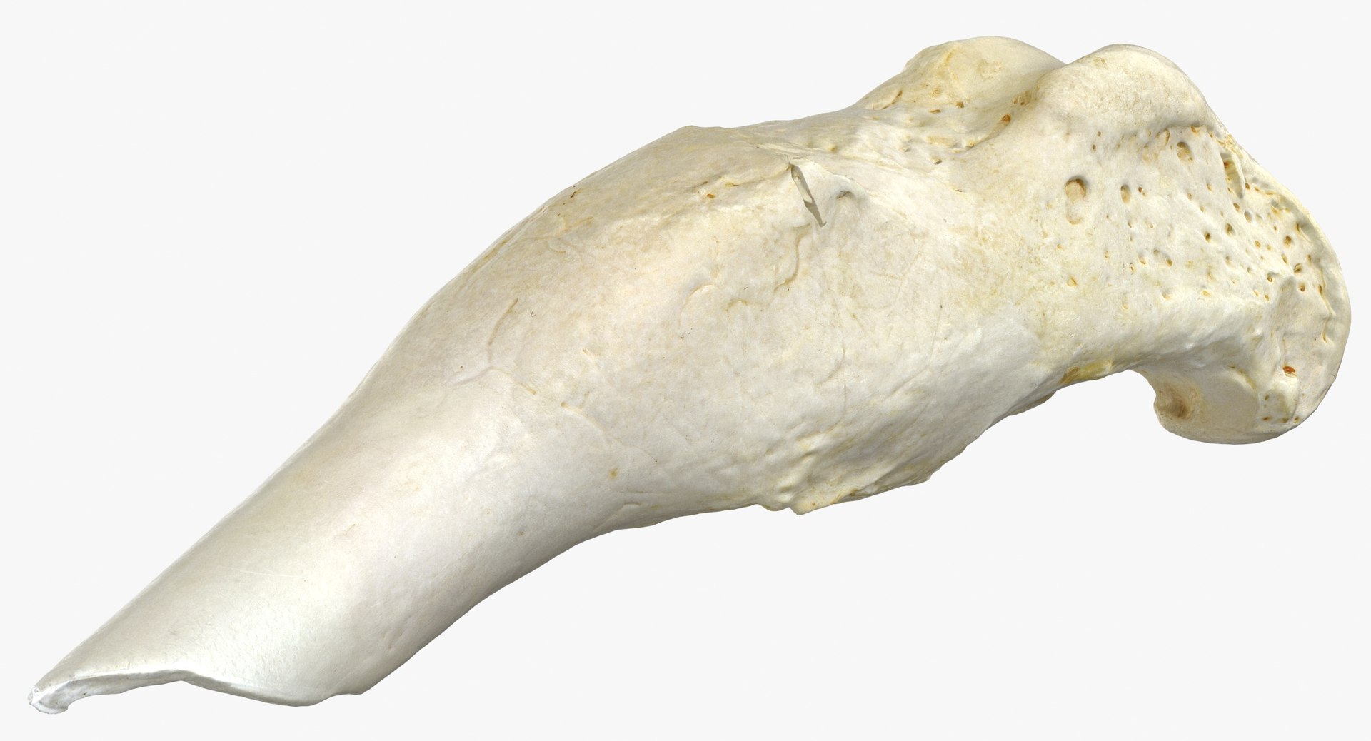 3D Dog Thigh Bone Femur Model - TurboSquid 1548932