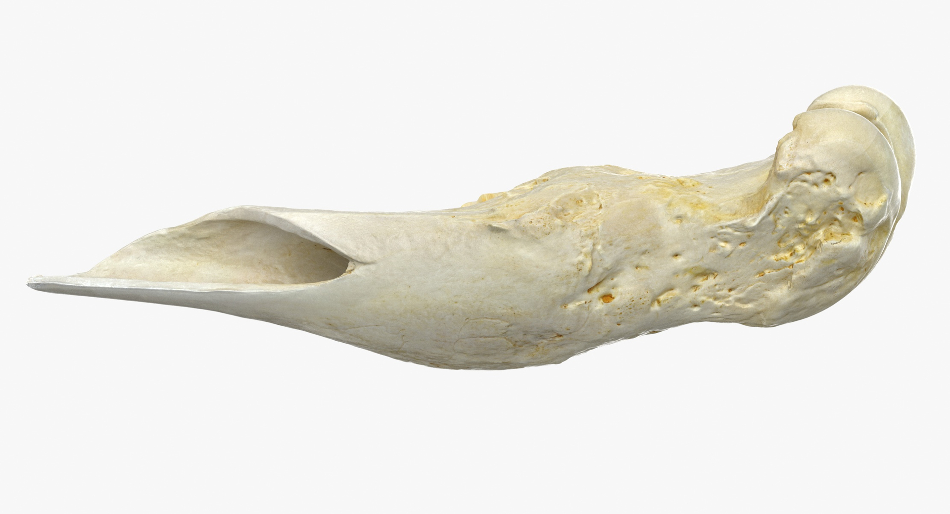 3D Dog Thigh Bone Femur Model - TurboSquid 1548932