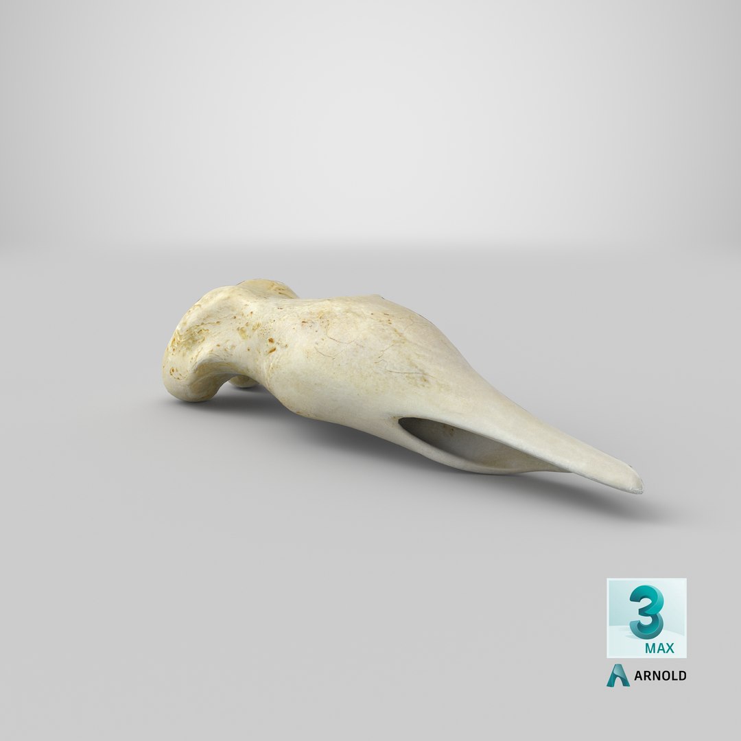 3D dog thigh bone femur model - TurboSquid 1548932