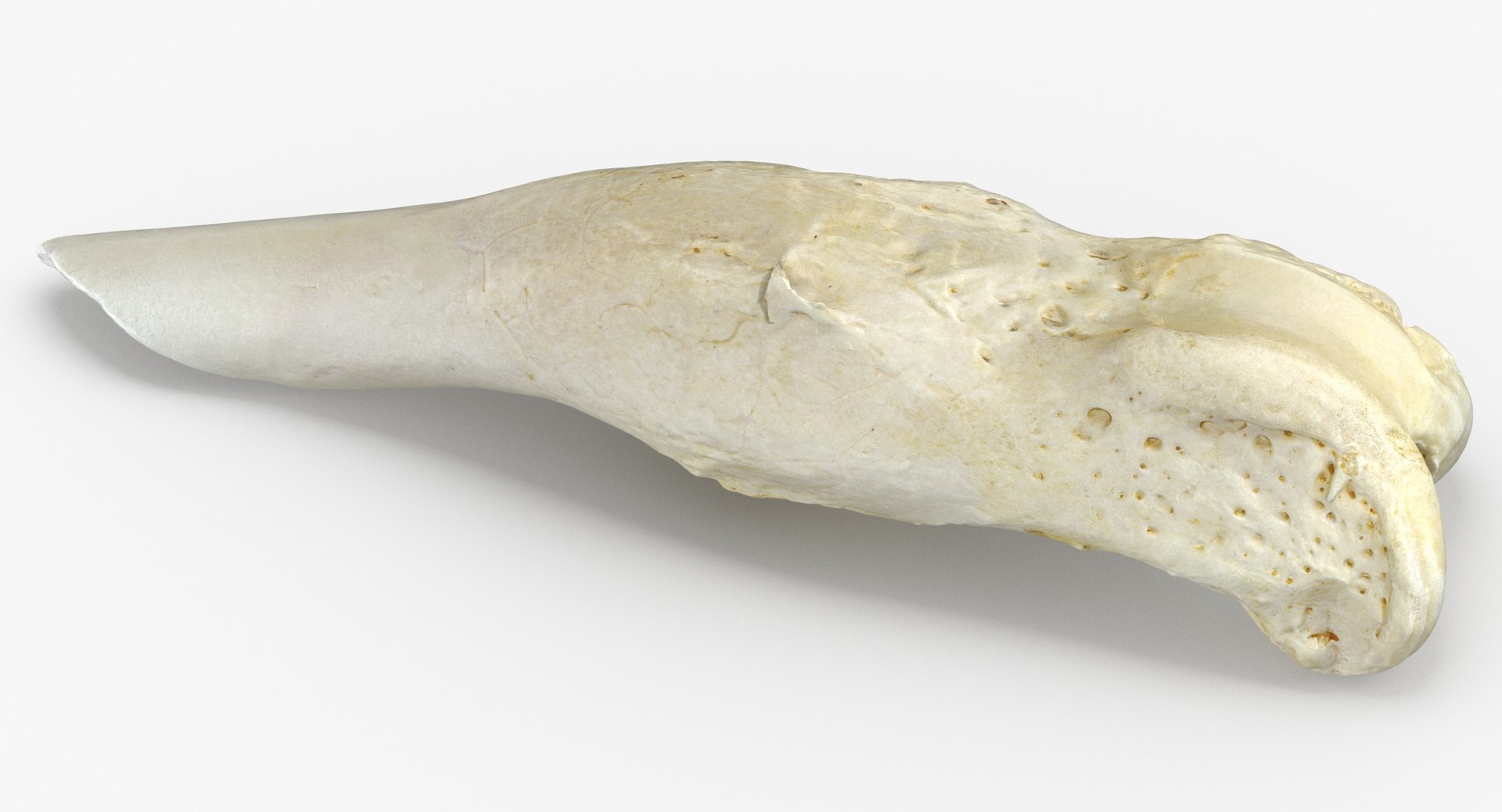 3D Dog Thigh Bone Femur Model - TurboSquid 1548932