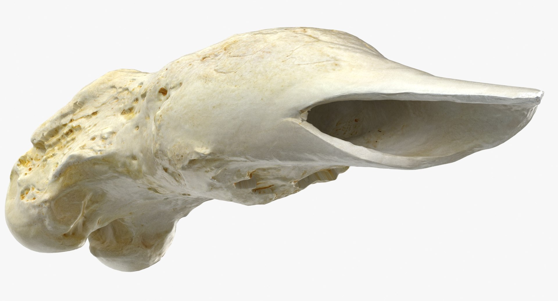 3D Dog Thigh Bone Femur Model - TurboSquid 1548932