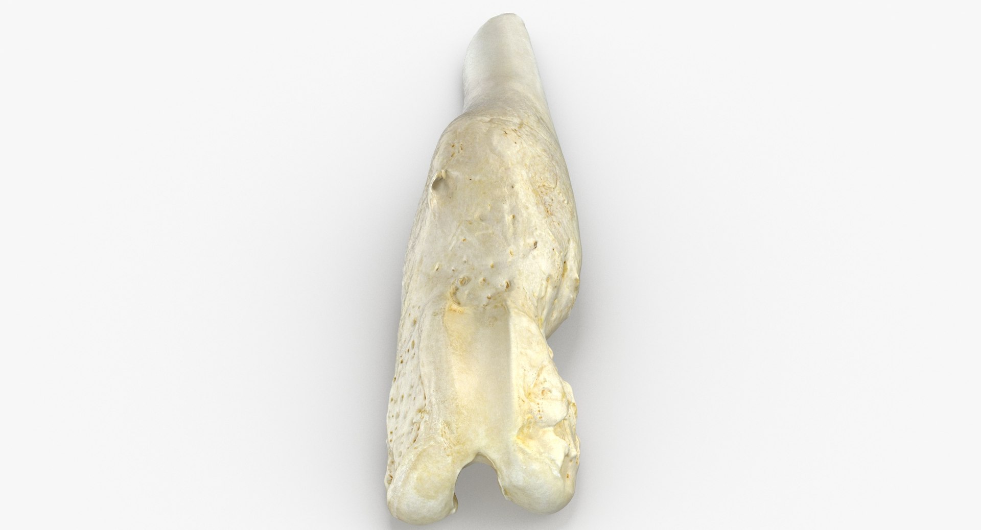 3D Dog Thigh Bone Femur Model - TurboSquid 1548932