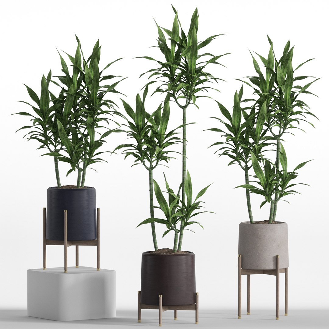 3D Plants Collection 745 - TurboSquid 1936771