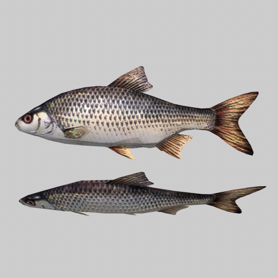 River Sea Fish Fbx