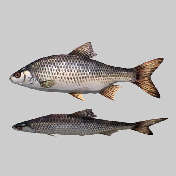 3d model fish carp pike salmon