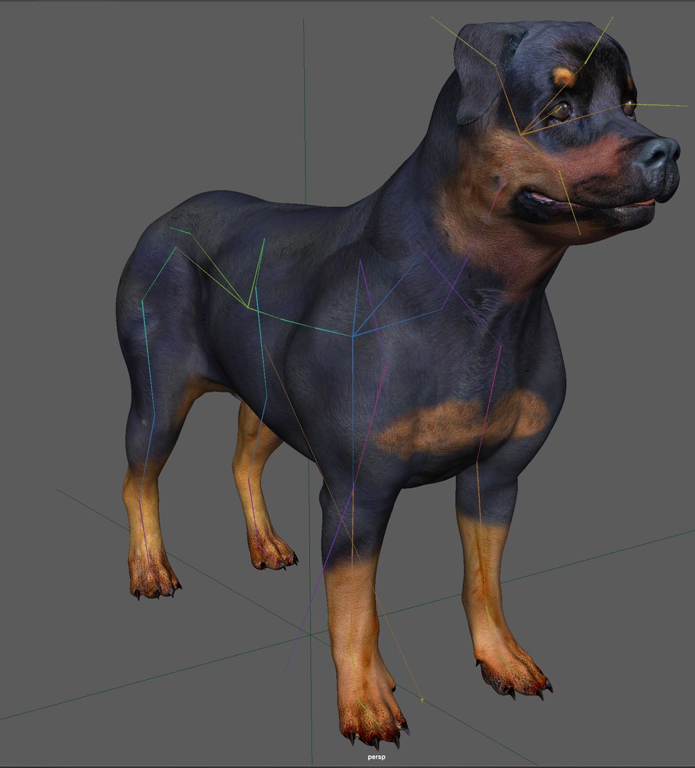 Rottweiler Dog Rigged 3D - TurboSquid 1963897