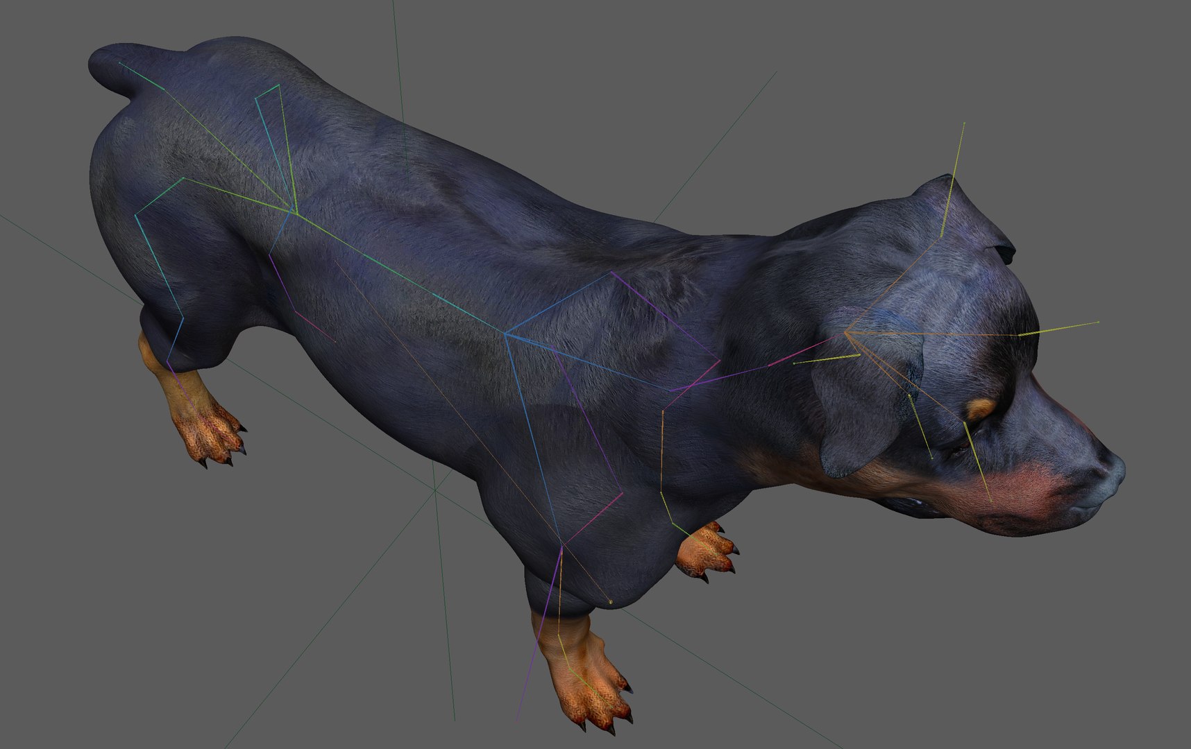 Rottweiler Dog Rigged 3D - TurboSquid 1963897