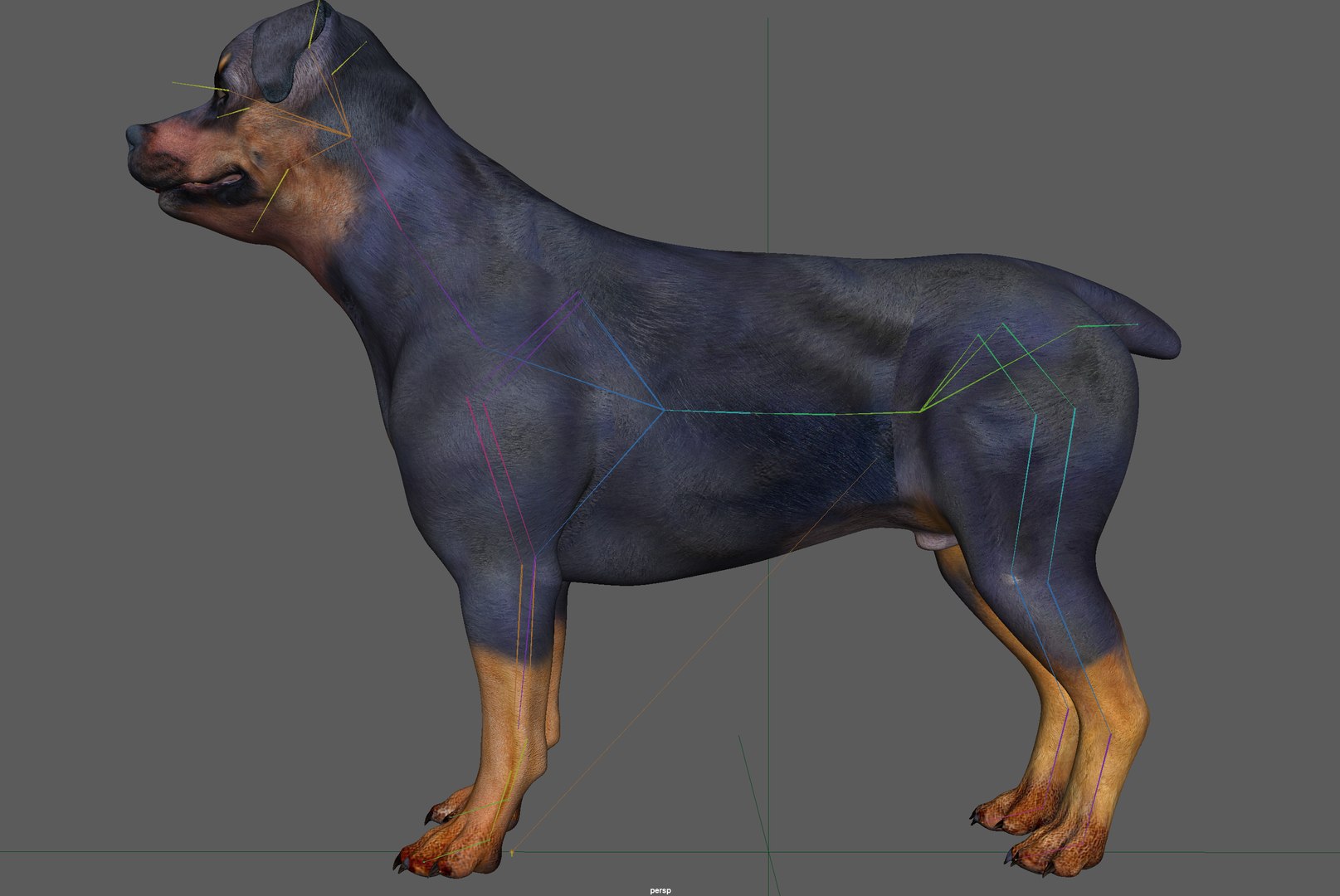 Rottweiler Dog Rigged 3D - TurboSquid 1963897