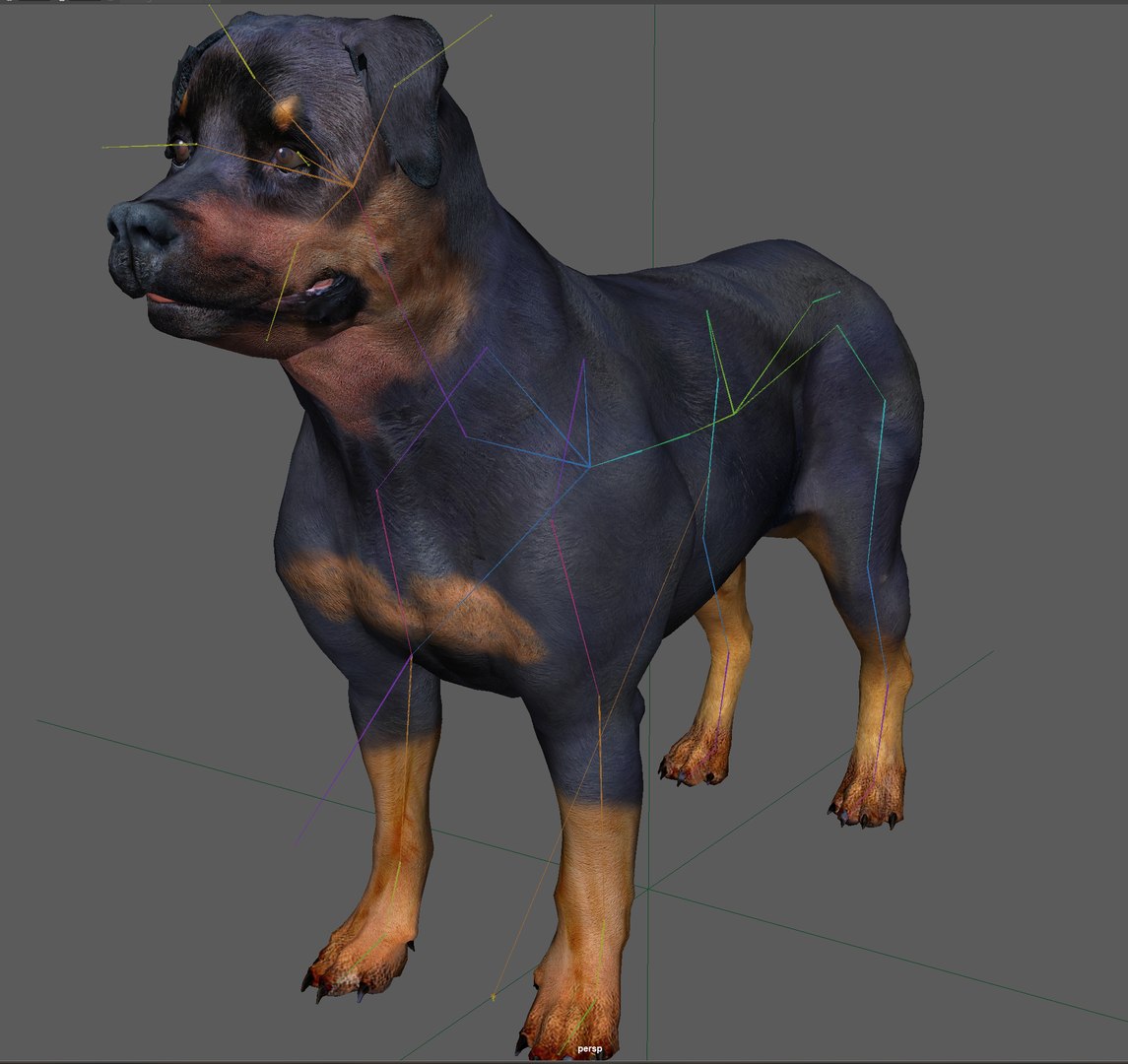 Rottweiler Dog Rigged 3D - TurboSquid 1963897
