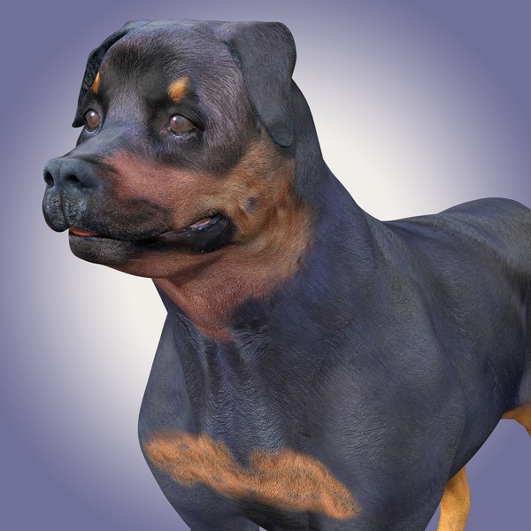 Rottweiler 3D Models for Download | TurboSquid