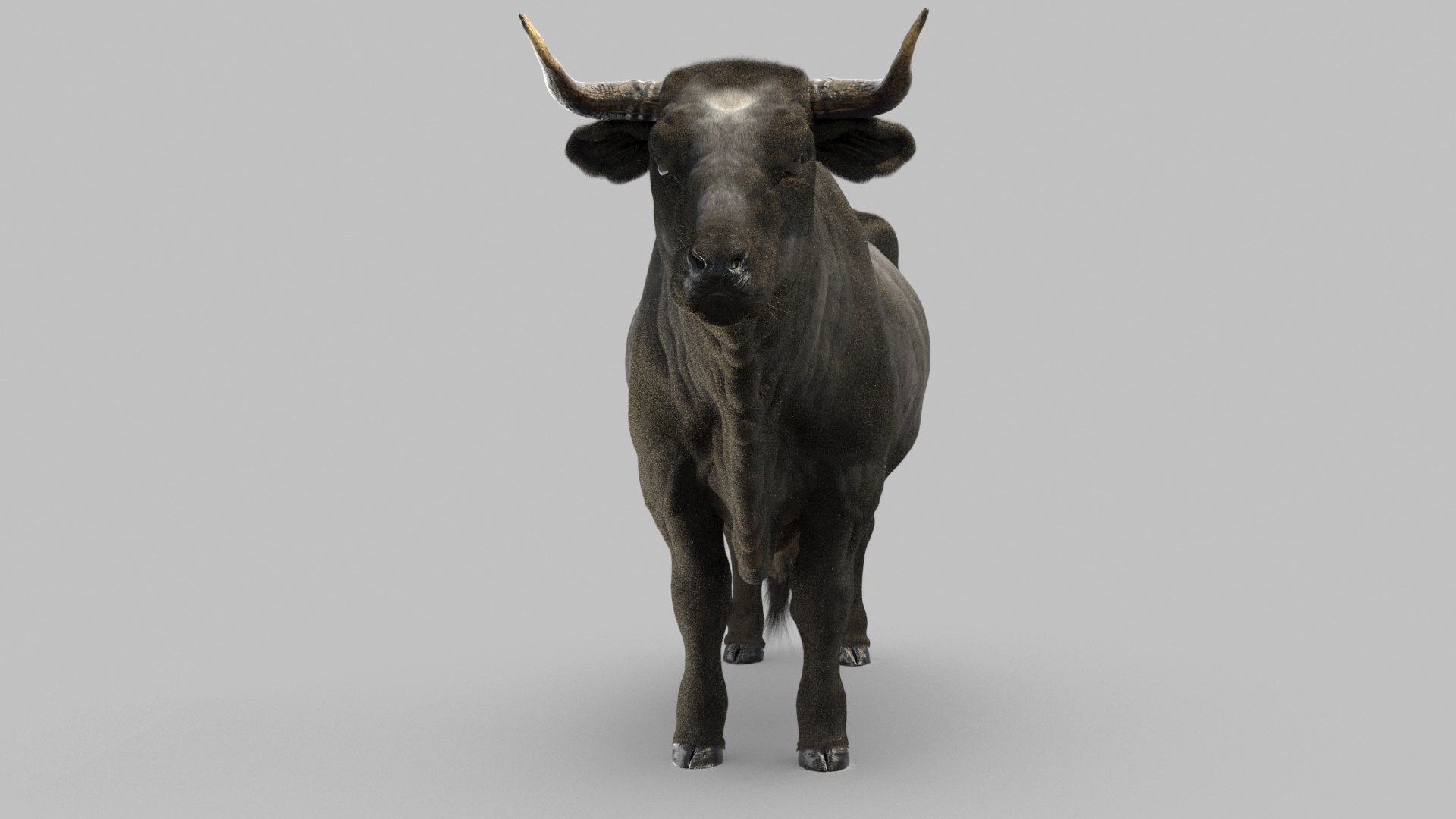 Bull 3D Model - TurboSquid 1707030