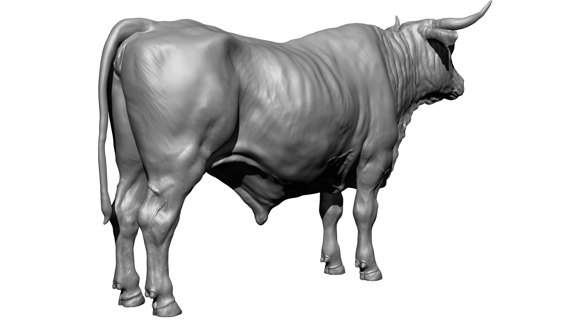 Bull 3D model - TurboSquid 1707030