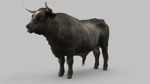 modelo 3d Toro (1) - TurboSquid 1707030