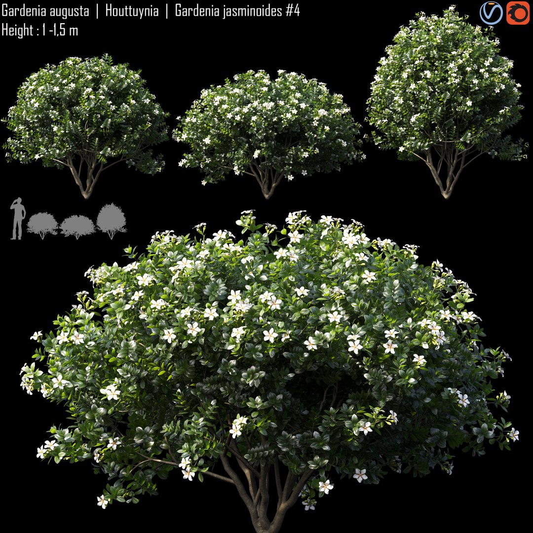 Gardenia Augusta 04 3D Model - TurboSquid 1791238