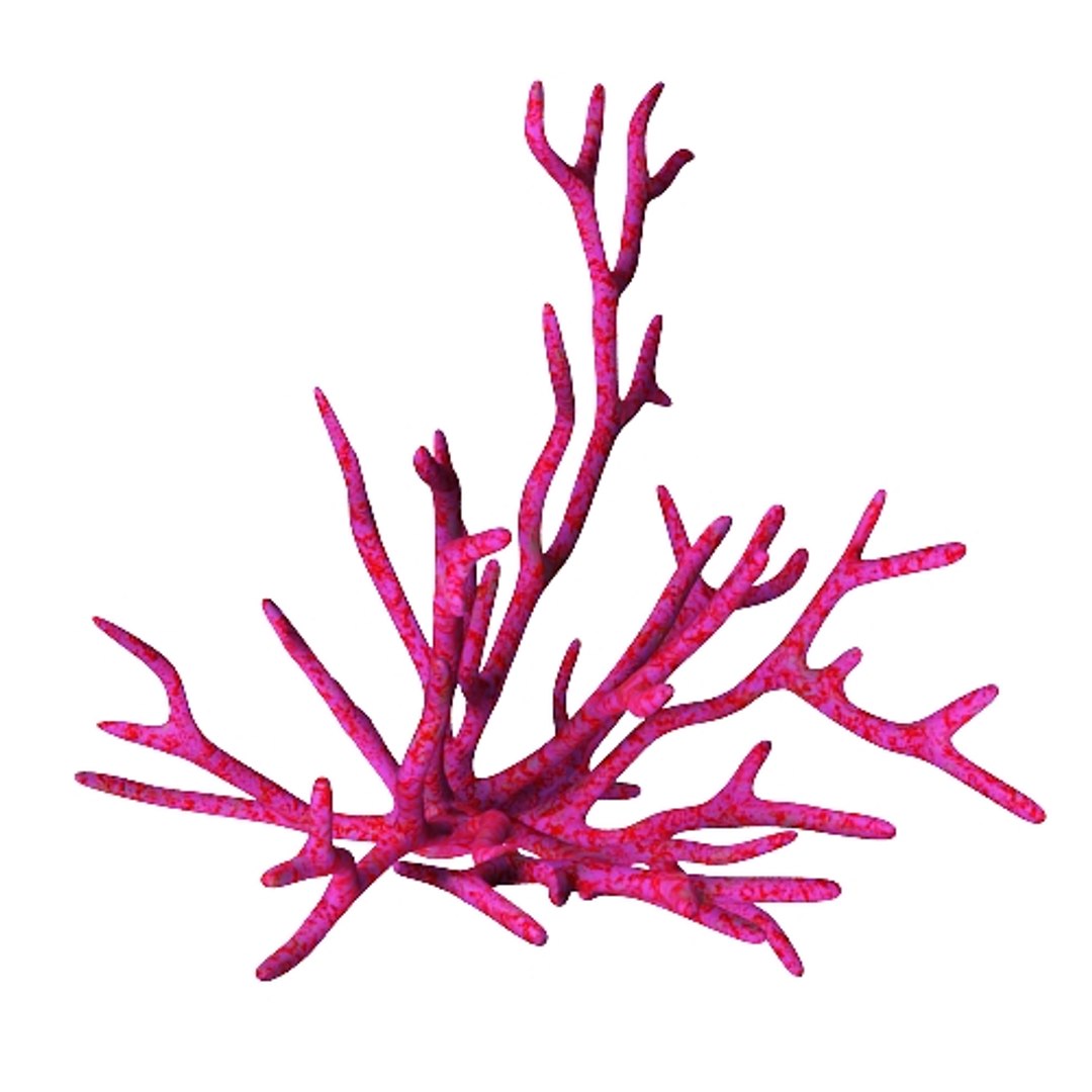 coral polyps max