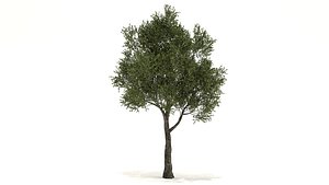 Prosopis tree 3D model - TurboSquid 1397848