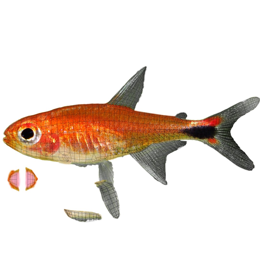 Ruby Tetra 3d Model