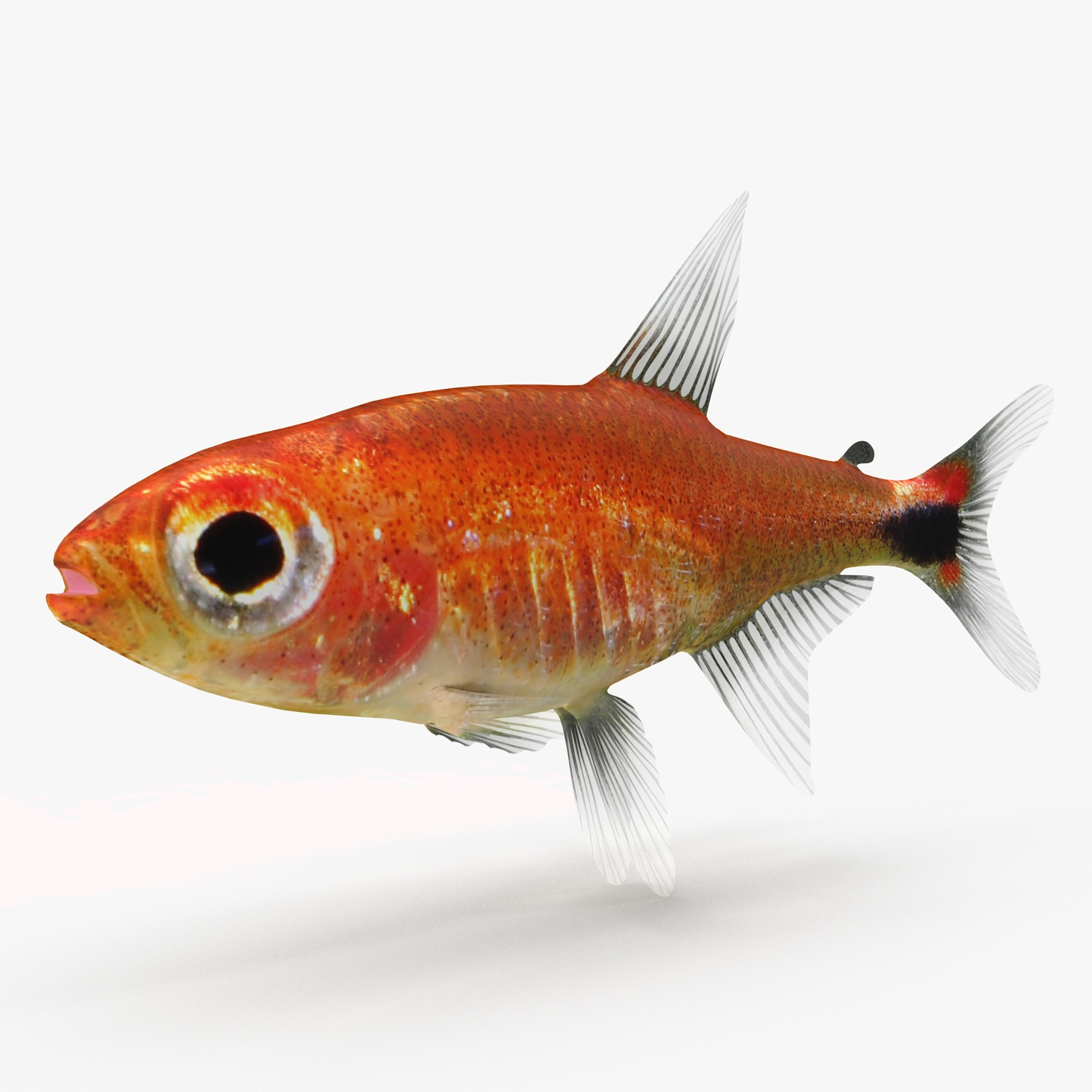 ruby tetra 3d model